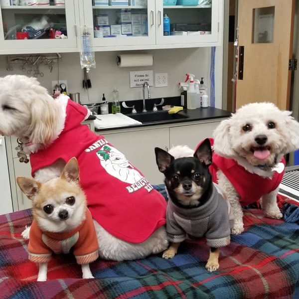 Top 31 Veterinarians In Philadelphia, Pennsylvania [Updated: 2022 ...