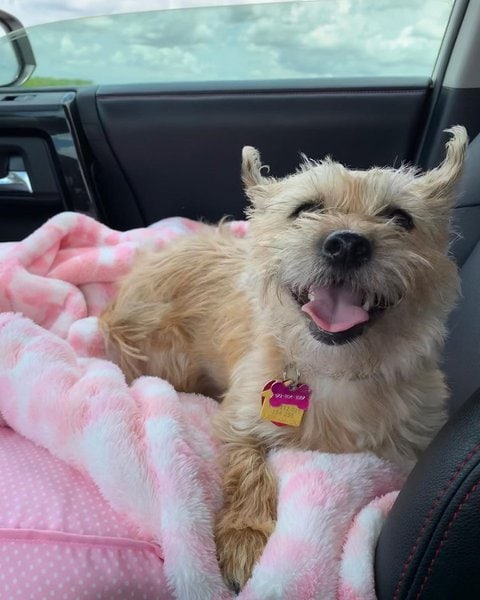 Ruff Greens Review: Is It Worth It? (May 2025: Reviews) - The Goody Pet