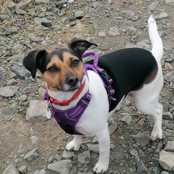 32 Amazing Scottish Terrier Mixes The Scots Would Love - The Goody Pet