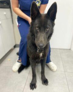 What Is Giardia In Dogs? 3 Things You Ought To Know - The Goody Pet