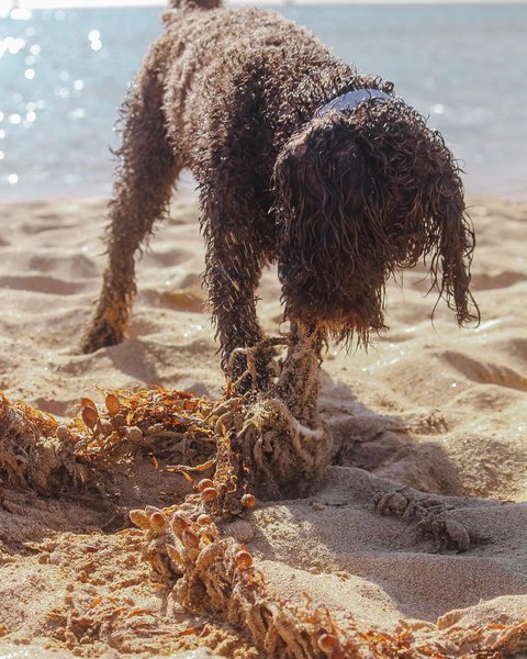 Can Dogs Eat Seaweed? What About Seaweed Sheets? - The Goody Pet