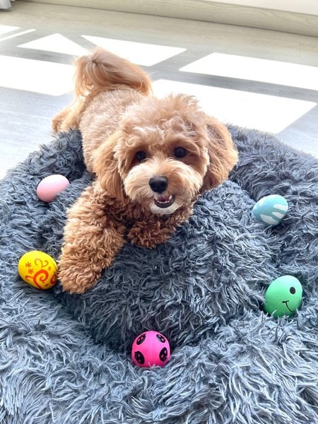 Can Dogs Eat Flaxseeds? Top 3 Benefits This Superfood Of The Year Have ...