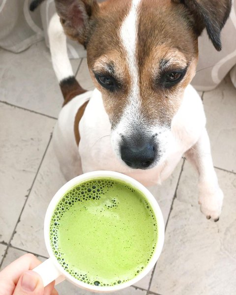 Can Dogs Have Matcha? 4 Green Benefits It Brings When Fed In ...