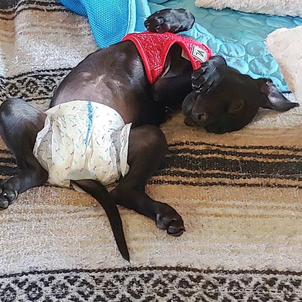 What Is Coccidia In Dogs? Understanding It Well Can Help You Fight ...