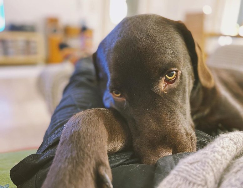 What Is Lethargy In Dogs? Not Knowing These Factors Can Cause You And ...