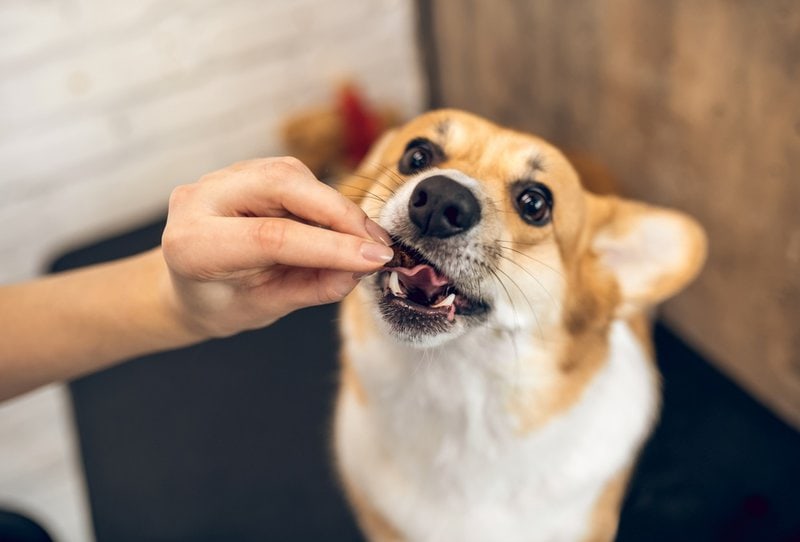 What Can You Give Your Dogs For Diarrhea The 8 Types Of Remedies And 