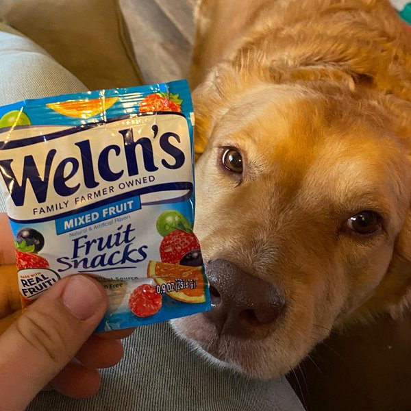 Can Dogs Eat Fruit Snacks? What About Welch’s Fruit Snacks? - The Goody Pet