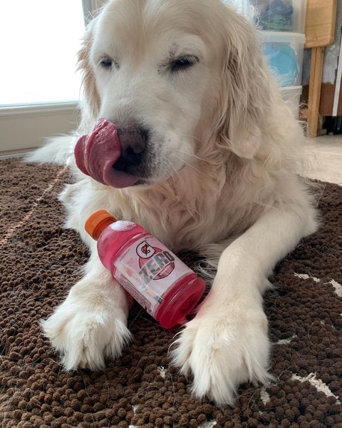 Can Dogs Drink Gatorade? Here’s Why This Is Such A Bad Idea - The Goody Pet
