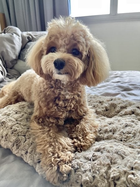 Can Dogs Eat Marshmallows? Top Two Reasons Why This Is Not Such A Good ...