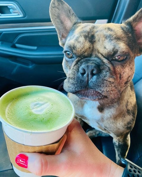 Can Dogs Have Matcha? 4 Green Benefits It Brings When Fed In ...