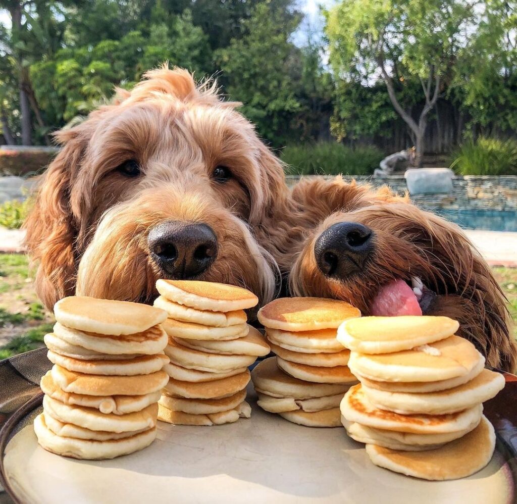 Dog Eating Pancakes | atelier-yuwa.ciao.jp Dog Eating Pancakes | atelier-yuwa.ciao.jp