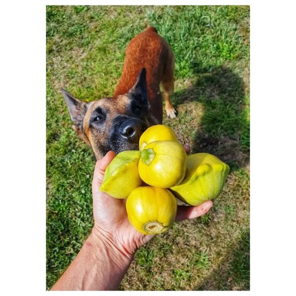 Can Dogs Eat Yellow Squash? You'll Be Surprised At How Beneficial ...