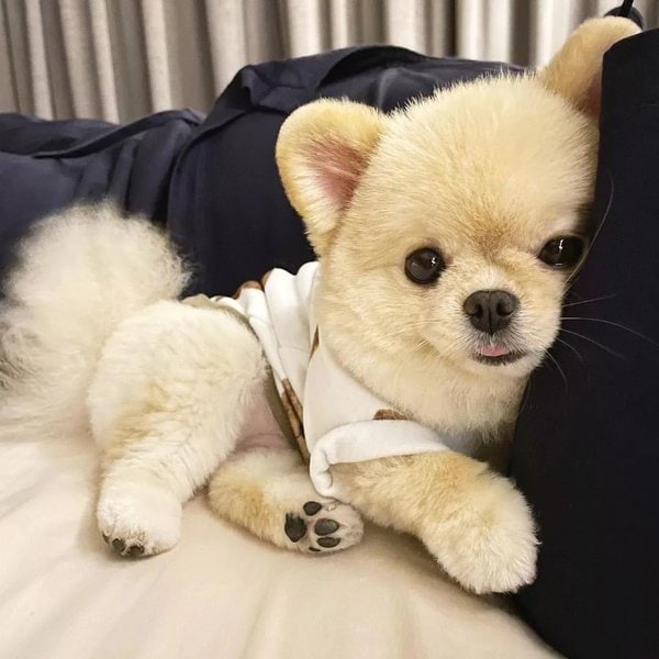 Why Are Dogs So Cute? Hear From The Experts - The Goody Pet