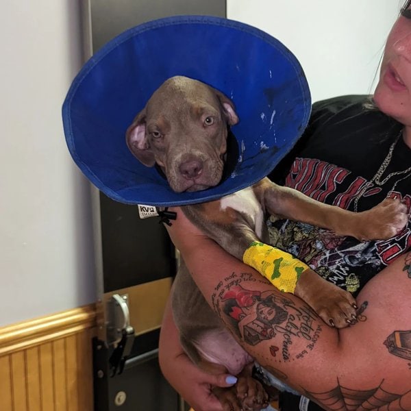 What Is Coccidia In Dogs? Understanding It Well Can Help You Fight ...