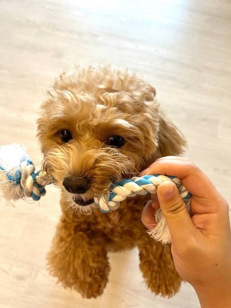 Why Do Dogs Chew On Everything? Note Down These Things To Put An End To ...