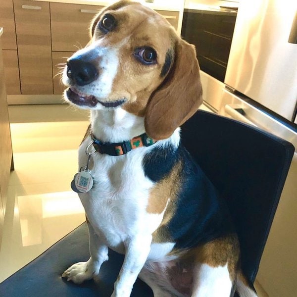 Ruff Greens Review: Is It Worth It? (May 2025: Reviews) - The Goody Pet