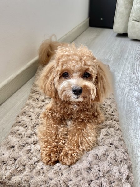 Can Dogs Have Brown Rice? Three Top Reasons Why This Is A Good Idea ...