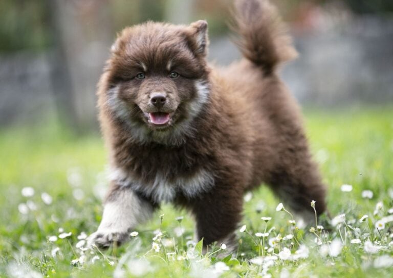 Why Do Dogs Spin In Circles Watching Them Go May Make You Dizzy The Why Do Dogs Spin In Circles Watching Them Go May Make You Dizzy The