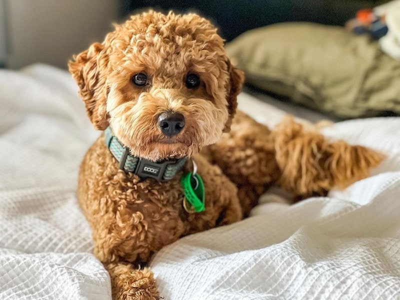 Why Are Dogs So Cute? Hear From The Experts - The Goody Pet