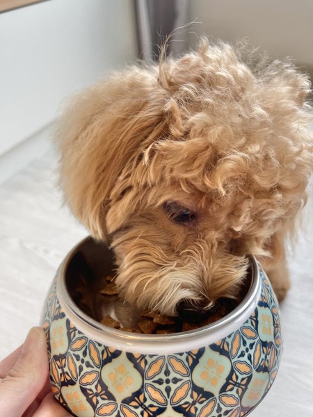 Can Dogs Have Xanthan Gum? Two Reasons Why It Should Be Fed In ...