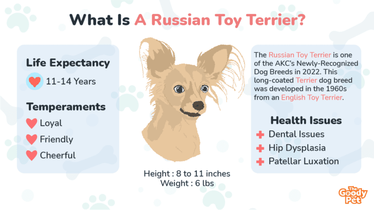 Russian Toy Terrier - Your Complete Breed Guide To Russkiy Toy - The ...