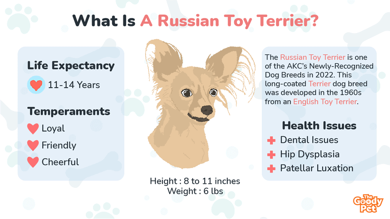 Russian Toy Terrier - Your Complete Breed Guide To Russkiy Toy - The ...