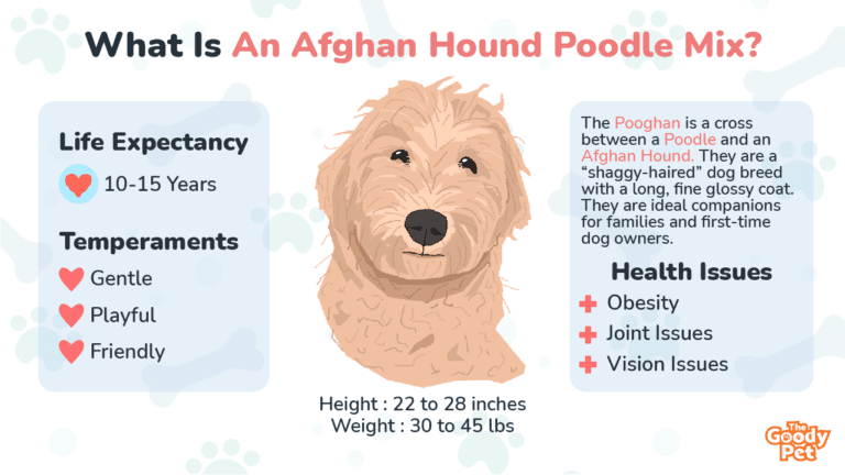Afghan Hound Poodle Mix - Your Complete Breed Guide To Pooghan - The ...