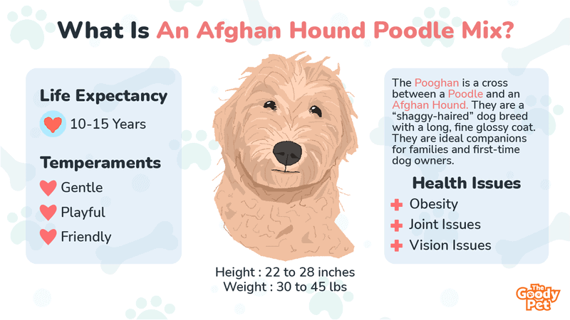 Afghan Hound Poodle Mix - Your Complete Breed Guide To Pooghan - The ...